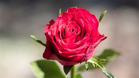 Rosa Flor Planta Foto Gratuita No Pixabay Pixabay