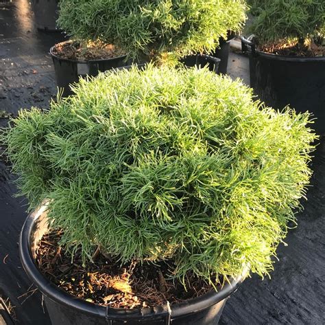 Pinus Strobus Squiggles From Nvk Nurseries