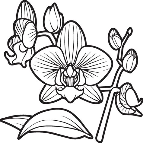 Orchid Flower Coloring Pages Orchid Flower Outline For Coloring Book