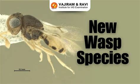 new wasp species features key facts latest news