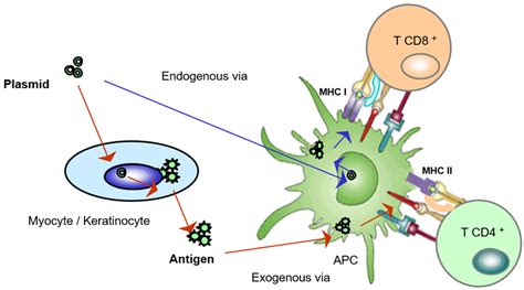 An Overview Of The Use Of Nanoparticles In Vaccine Development