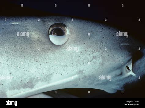 Nictitating Membrane Shark