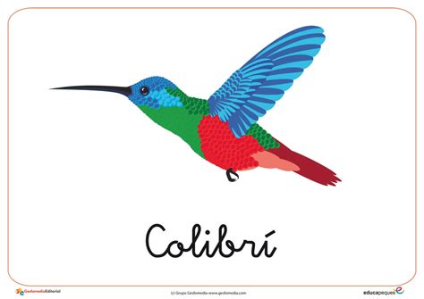Vocabulario de Aves para niños Bits de inteligencia