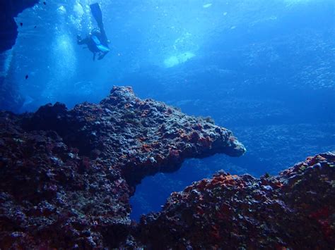 Aire Marine Protégée De Capo Caccia Seaquarium