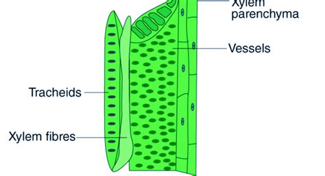 Xylem Definition Types And Function Biology Dictionar Vrogue Co