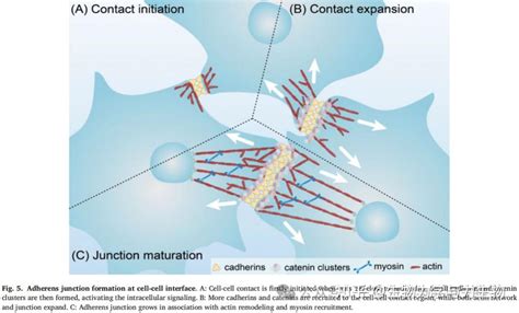 了解细胞力和细胞粘附过程之间的相互作用 知乎
