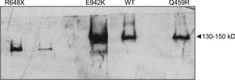 Immunoblot Analysis Of Transfected Hek293 Cell Proteins Hek293 Cells