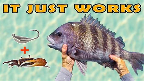 Sheepshead Fishing Technique That Simply Works 5 Minute On The Water