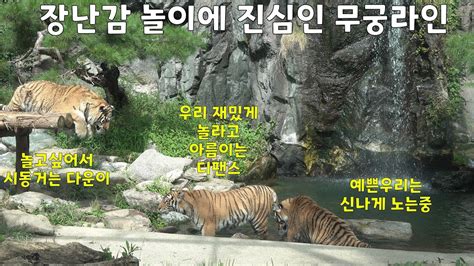 에버랜드 호랑이 오둥이 호랑이 장난감 놀이에 진심인 무궁라인 아름이와 우리 같이 놀고 싶어서 시동거는 멋진다운