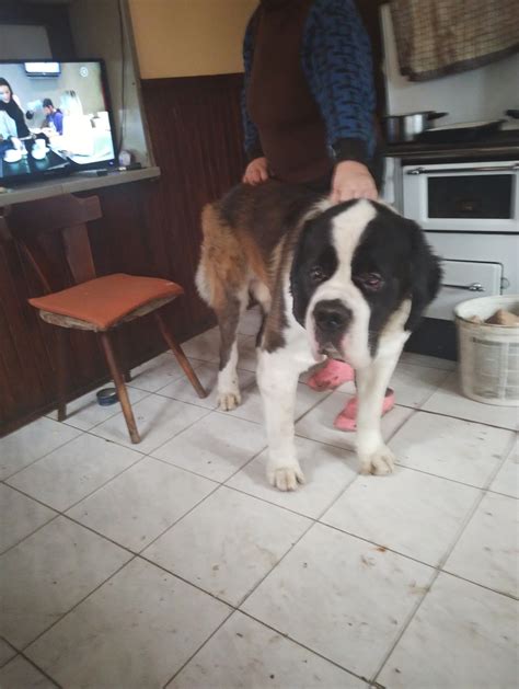 Bernardinac Ben Traži Curu Za Parenje