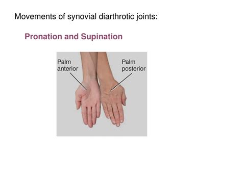 Biology 322 Human Anatomy I Ppt Download