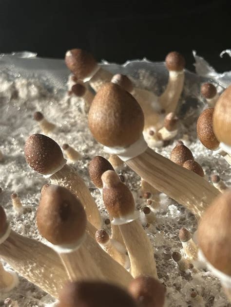 Harvest Is This A Broken Veil Rshroomers