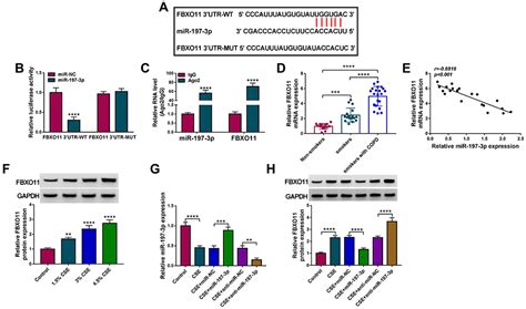 Circ RBMS1 Knockdown Alleviates CSE Induced Apoptosis COPD