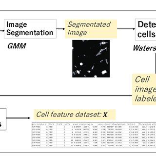 Image Processing Procedure Including Image Segmentation Cell