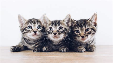 How Much Does It Cost To Desex A Cat In Australia Forbes Advisor