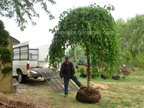 Fruit Trees Home Gardening Apple Cherry Pear Plum Fruitless