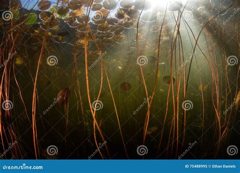 Lily Pads Growing Underwater Stock Image Image Of America Freshwater 75488995