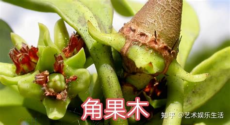 红树科植物有哪些 知乎