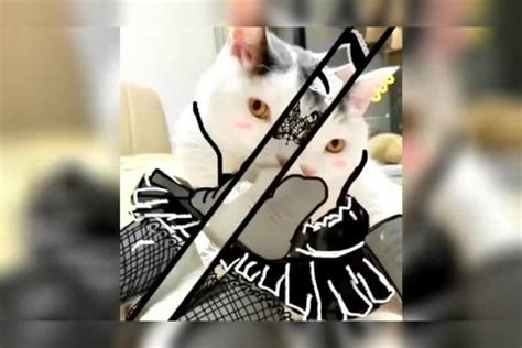 被官方人证的骚猫本猫，坐姿妖娆，小嘴一捂，简直是太魔性了！
