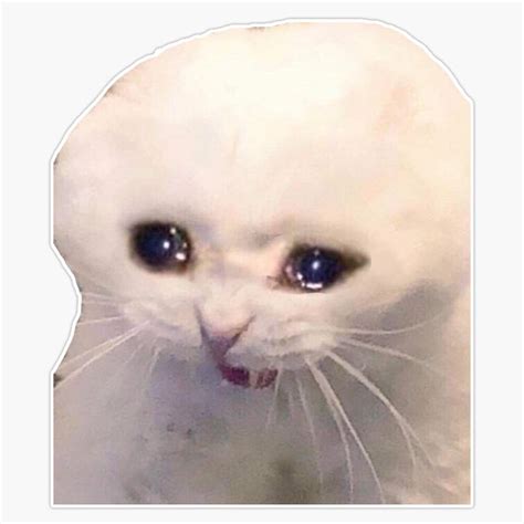 Sad Kitty