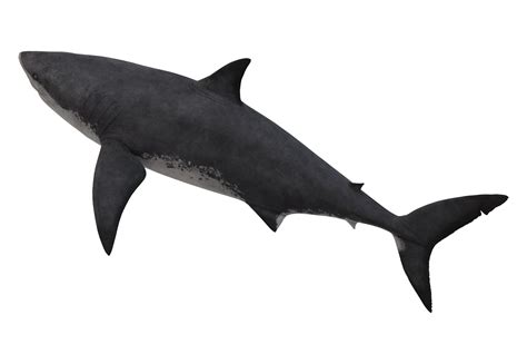 Megalodon Shark Isolated On A Transparent Background 23839395 PNG