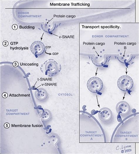 The Signal Hypothesis Unlocking The Postal Code And Address Of Proteins The Qrius Rhino