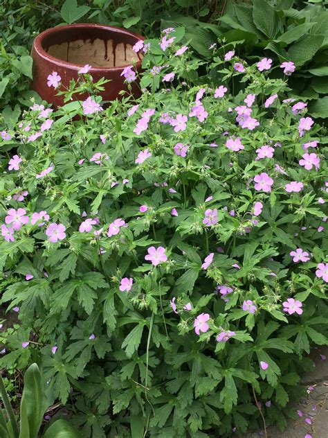 Geranium Maculatum Wild Geranium Catskill Native Nursery Catalog