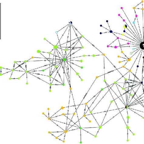 Minimum Spanning Haplotype Network From Mitochondrial D Loop Data Of