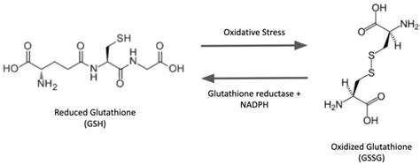 Figure 1 From Glutathione And Glutaredoxin—key Players In Cellular