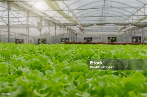 온실 정원 보육 농장 농업 사업 스마트 농업 기술 비즈니스 농부 및 건강 식품 개념에서 유기농 수경 신선한 녹색 채소의 실내 보기 건강한 식생활에 대한 스톡 사진 및 기타