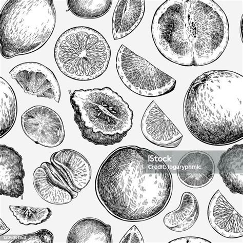 감귤류 과일 세트 손으로 그린 오렌지 레몬 자몽 만다린 라임 베르가못 블로오와 가지가 있는 잎 벡터에는 매끄러운 패턴이 새겨져 있습니다 레스토랑 브랜딩 화장품 패키지 디자인