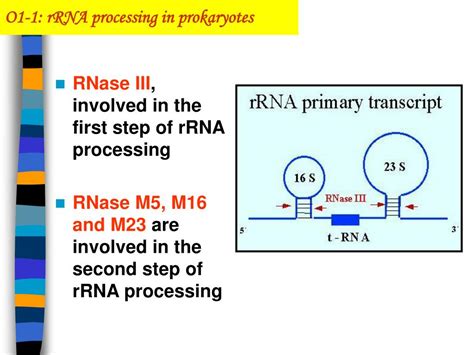 Ppt Rna Processing And Rnps Powerpoint Presentation Free Download