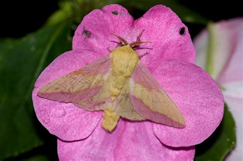 Rosy Maple Moth Map Fikofocus