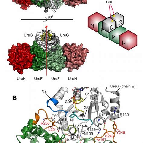 Pdf Structure Of Uregurefureh Complex Reveals How Urease Accessory
