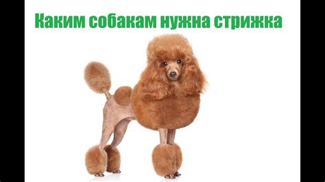 Каких Собак Нужно Стричь And Зачем Стричь Собаку Ветклиника Био Вет