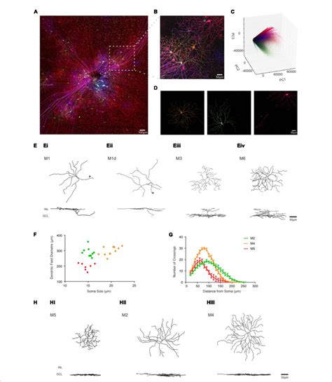 Identifying Iprgc Subtypes In The Degenerate Retina Through Download Scientific Diagram