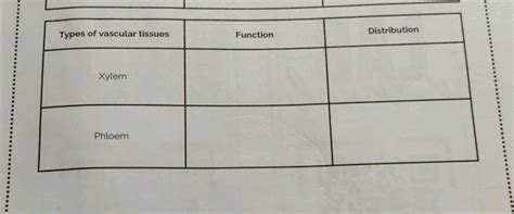 Types Of Vascular Tissues Function Studyx