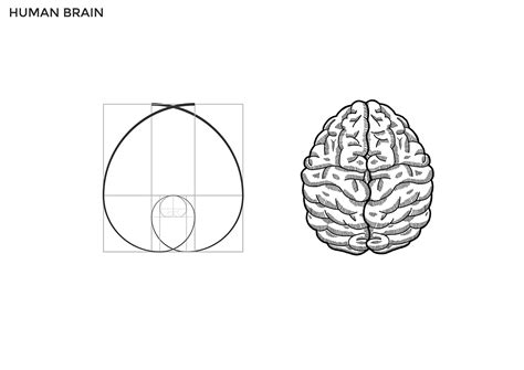 Fibonacci Sequence Grid Human On Behance