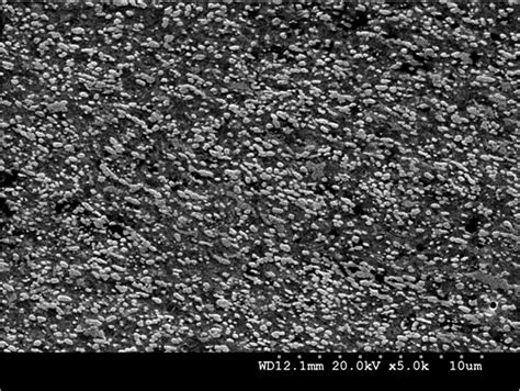 Microstructure Of Fe 085mo 065si 14c Steel After Testing With Strain