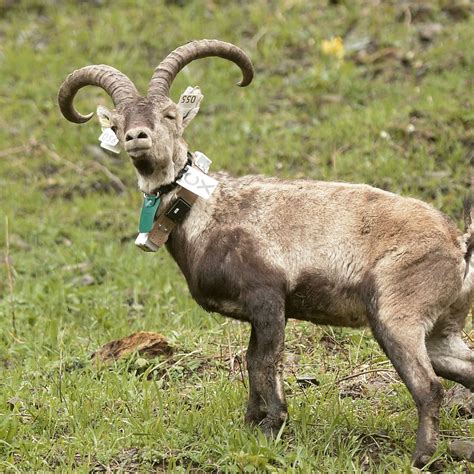 Pyrenean Ibex
