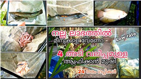 പലതരം ഗപ്പി മുതൽ ചീങ്കണ്ണി മത്സ്യം വരെ ഉണ്ട് ഈ ഫാമിൽ🔥aqua Tips