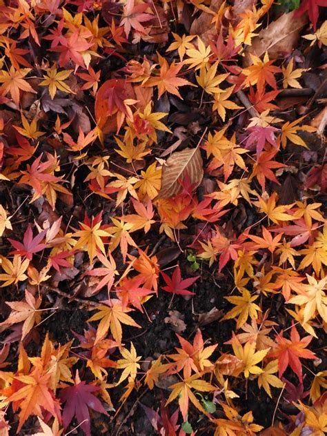 モミジの落ち葉とサザンカ 2022 12月中旬撮影〈井の頭恩賜公園の紅葉〉 K U R A D A S H I