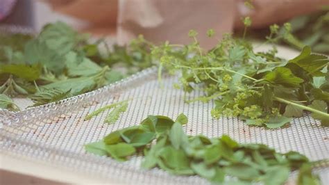 Tea Time How To Harvest Dry Herbs For Tea