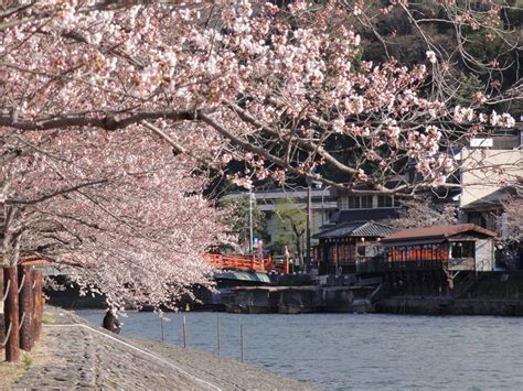 宇治の桜五分咲き 喫茶じゃがいも