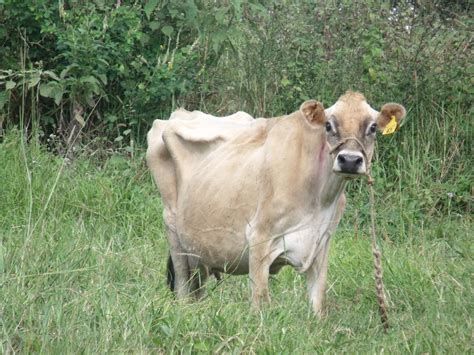Home Grown Raising Calves