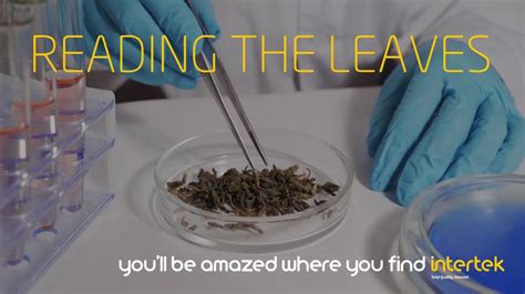 [video] How Intertek Tests Tea Leaves For Quality Intertek India Posted On The Topic Linkedin