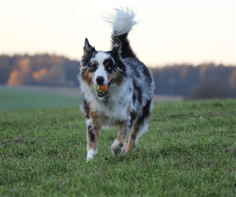10 Facts About Australian Shepherds