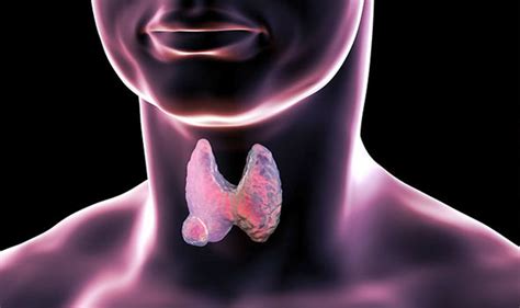 Overactive Thyroid Symptoms Hyperthyroidism Signs And Treatment Revealed Uk