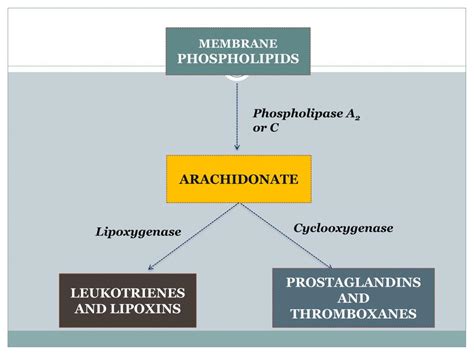 Ppt Eicosanoids Powerpoint Presentation Free Download Id1999268