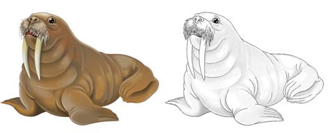 Walrus Face Clip Art